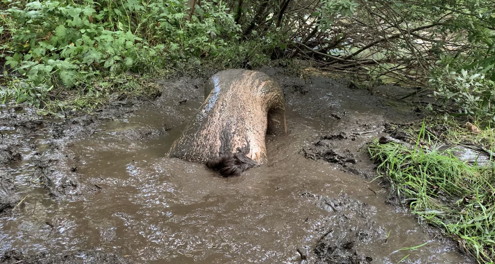 Mud Mud Mud 38 Pics Xhamster 7979